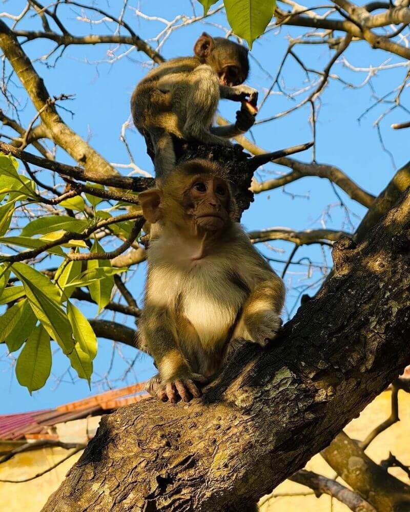 Explore Monkey Island in Lan Ha Bay: Top Cat Ba attraction